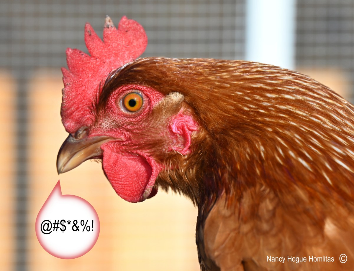 The Perils of Foul (Really Fowl!) Language – 5 SECOND SMILES :)