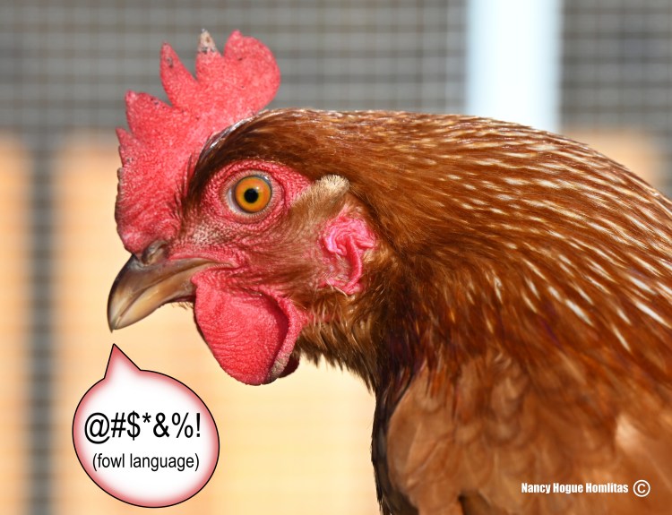 The Perils of Foul (Really Fowl!) Language – 5 SECOND SMILES :)