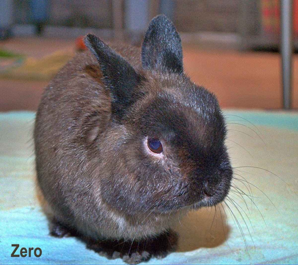 The Bunny in the Basement – 5 SECOND SMILES :)